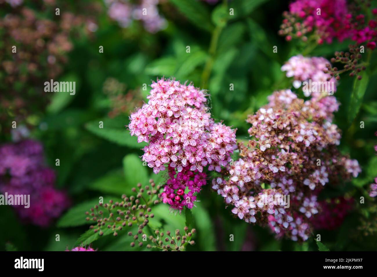 A closeup of beautiful pink Japanese meadowsweet (Spiraea japonica ...