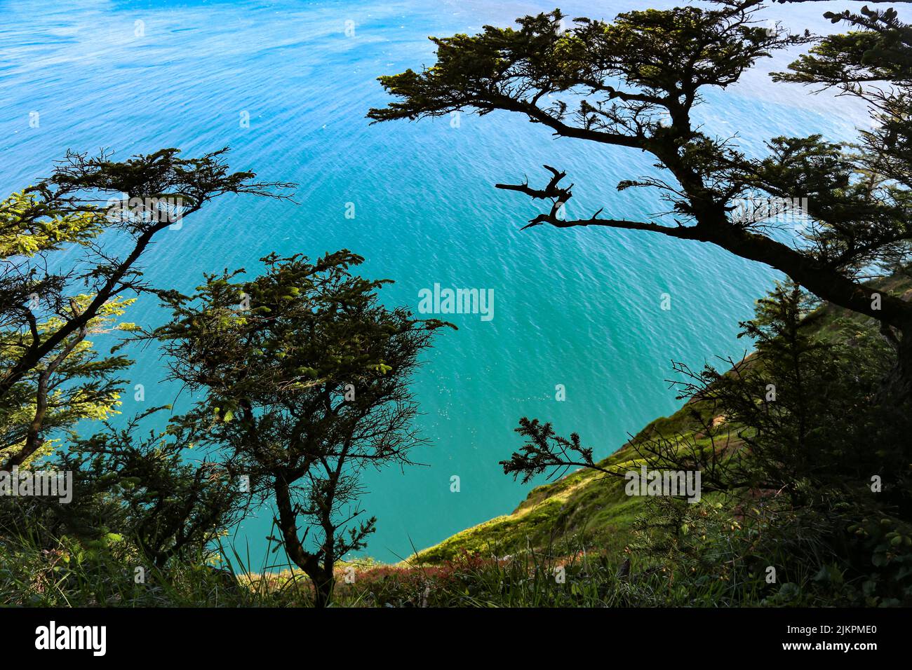 A stunning view of tilted trees on a slope of seaside hill Stock Photo ...
