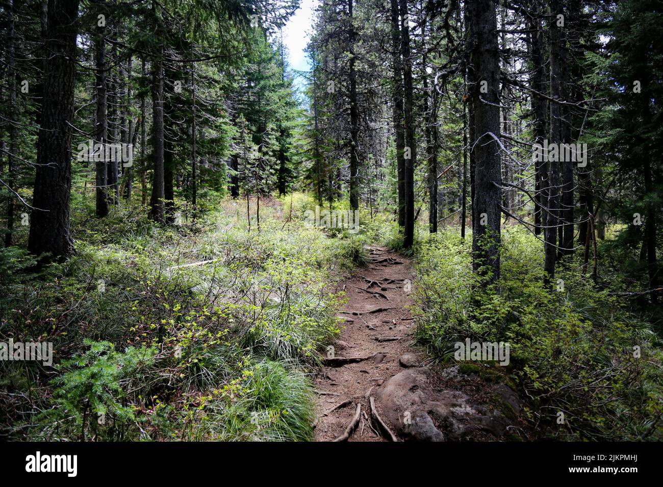 A peaceful path through tall deciduous trees in the forest Stock Photo ...