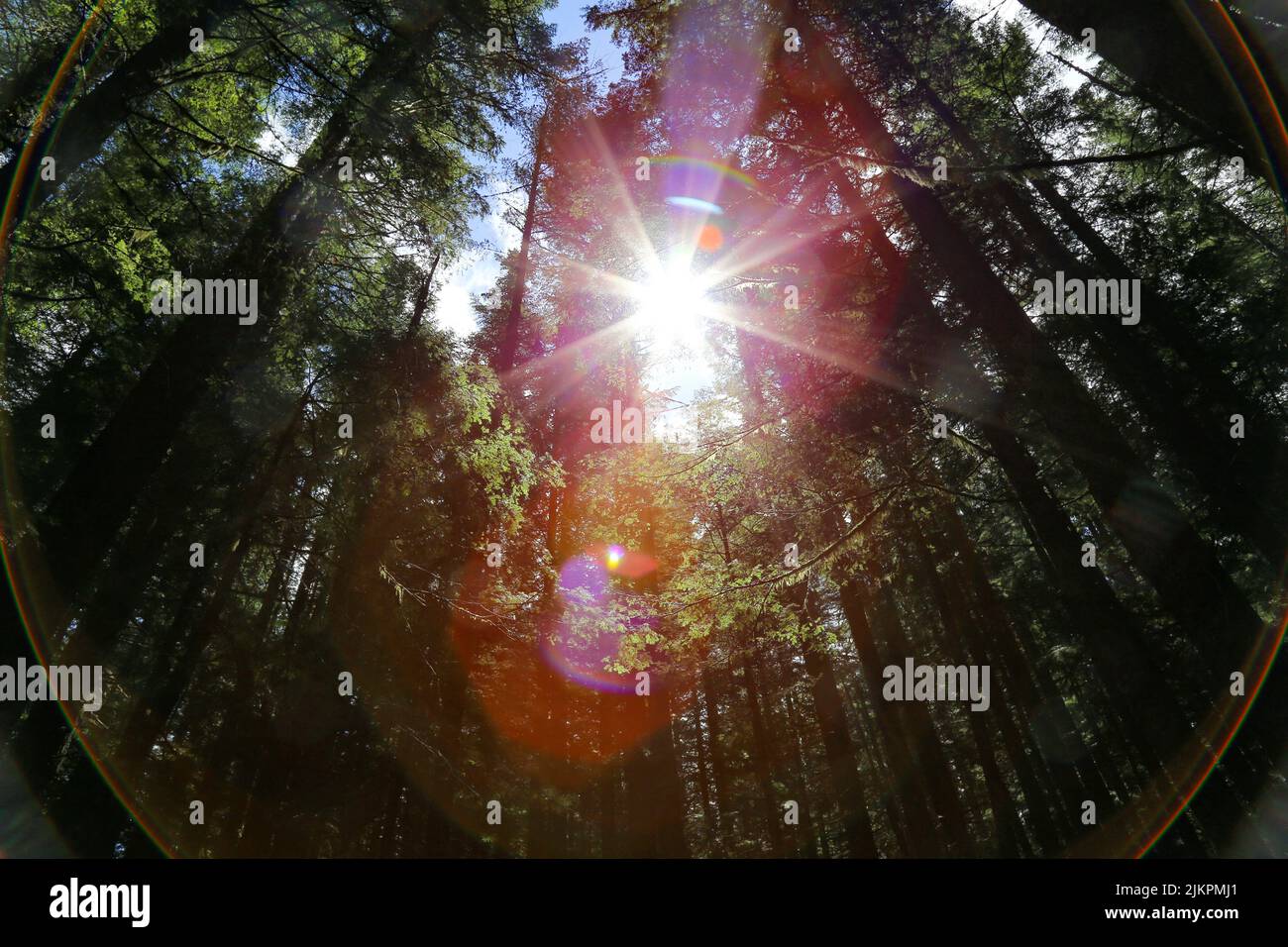 Bright sunlight shining through tall green trees Stock Photo - Alamy