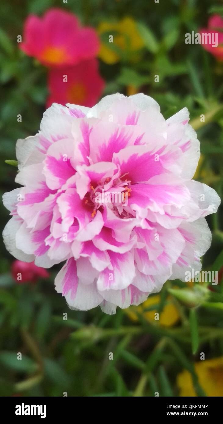 Jenis hi-res stock photography and images - Alamy