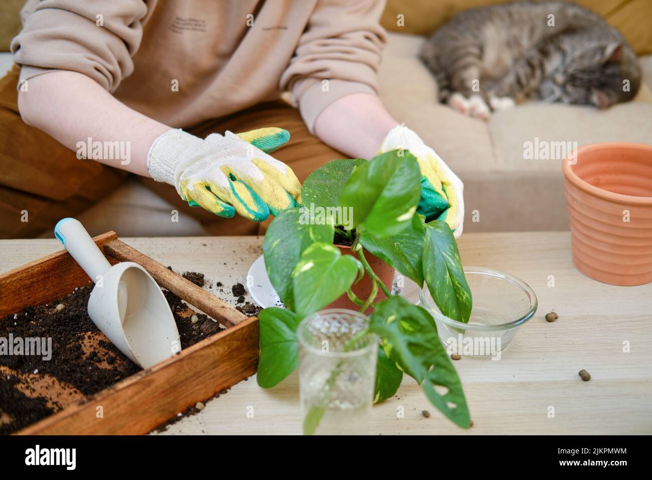 Woman working in home garden, soil for scindapsus aureus plant ...