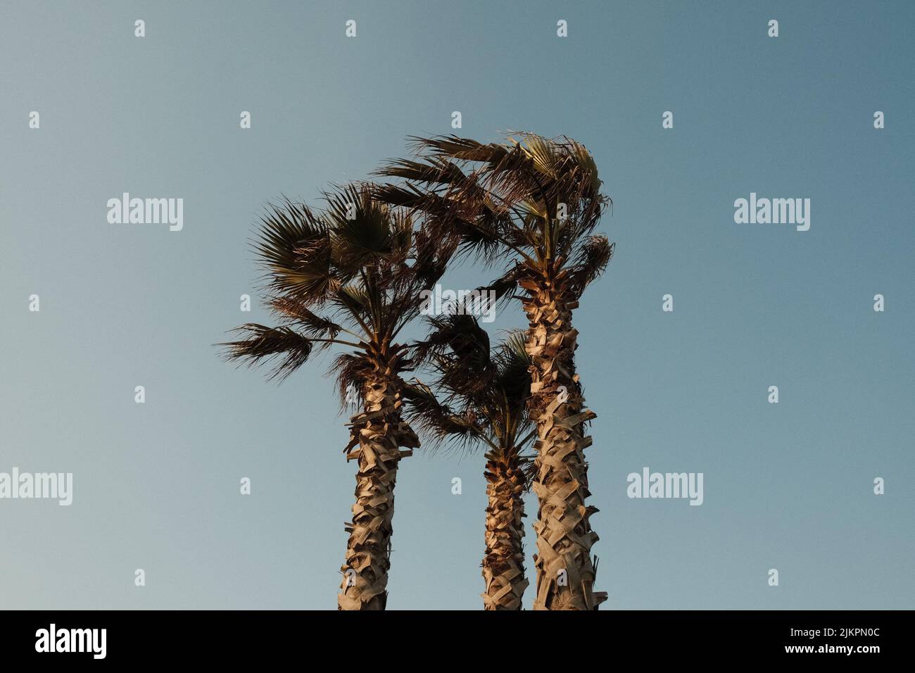 The California palms on a blue sky background Stock Photo - Alamy