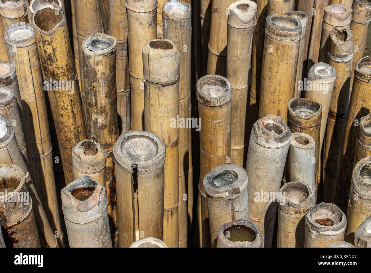 Bamboo wall to protect the planting of mangrove trees, close up Stock ...