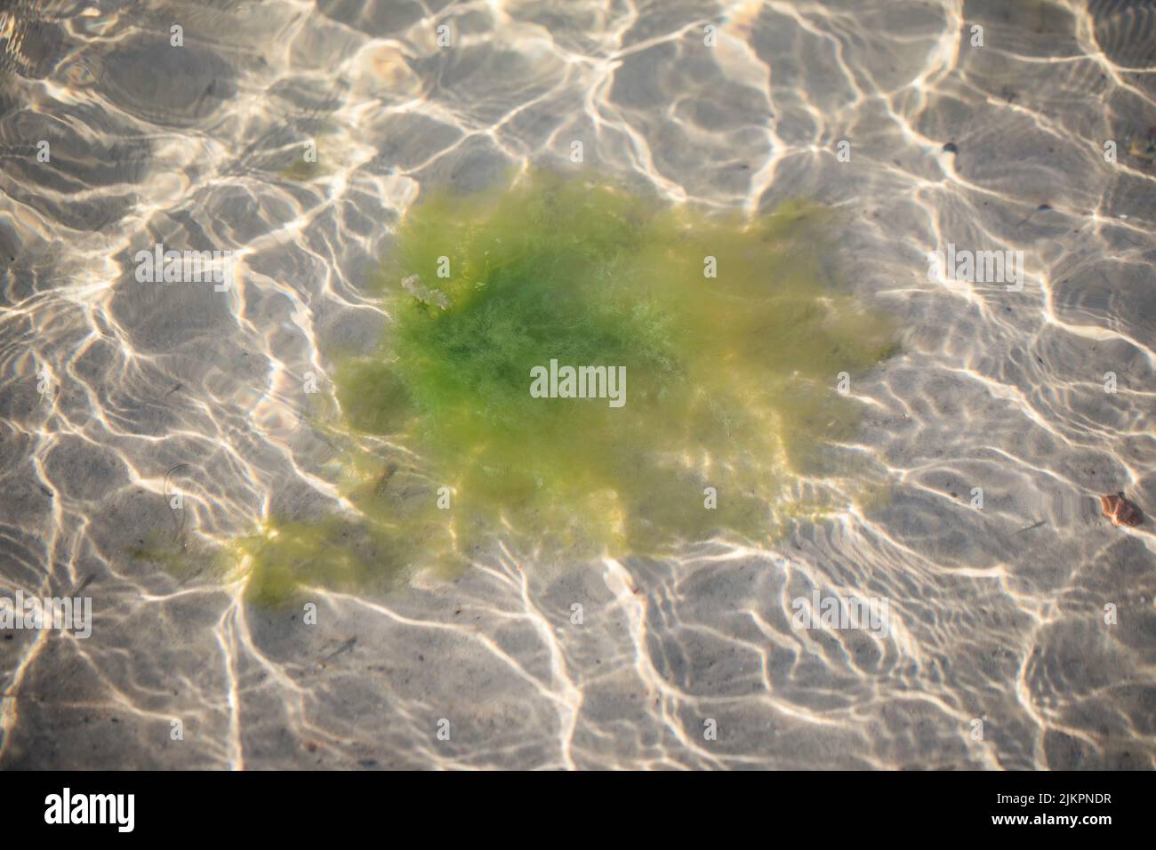 Algae. Sun reflections in cristal clear Baltic waters. Water texture ...
