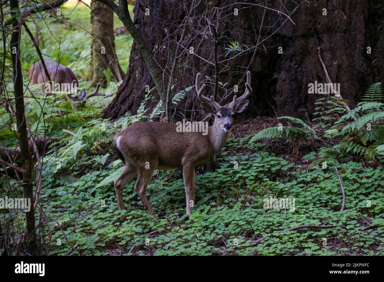 Natural animal horns hi-res stock photography and images - Alamy