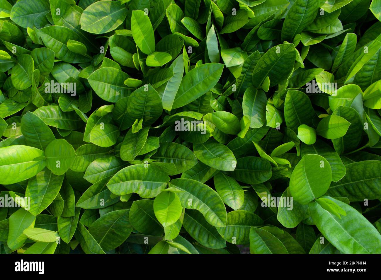 Close-up fresh green leaf on green nature background, greenery and eco ...