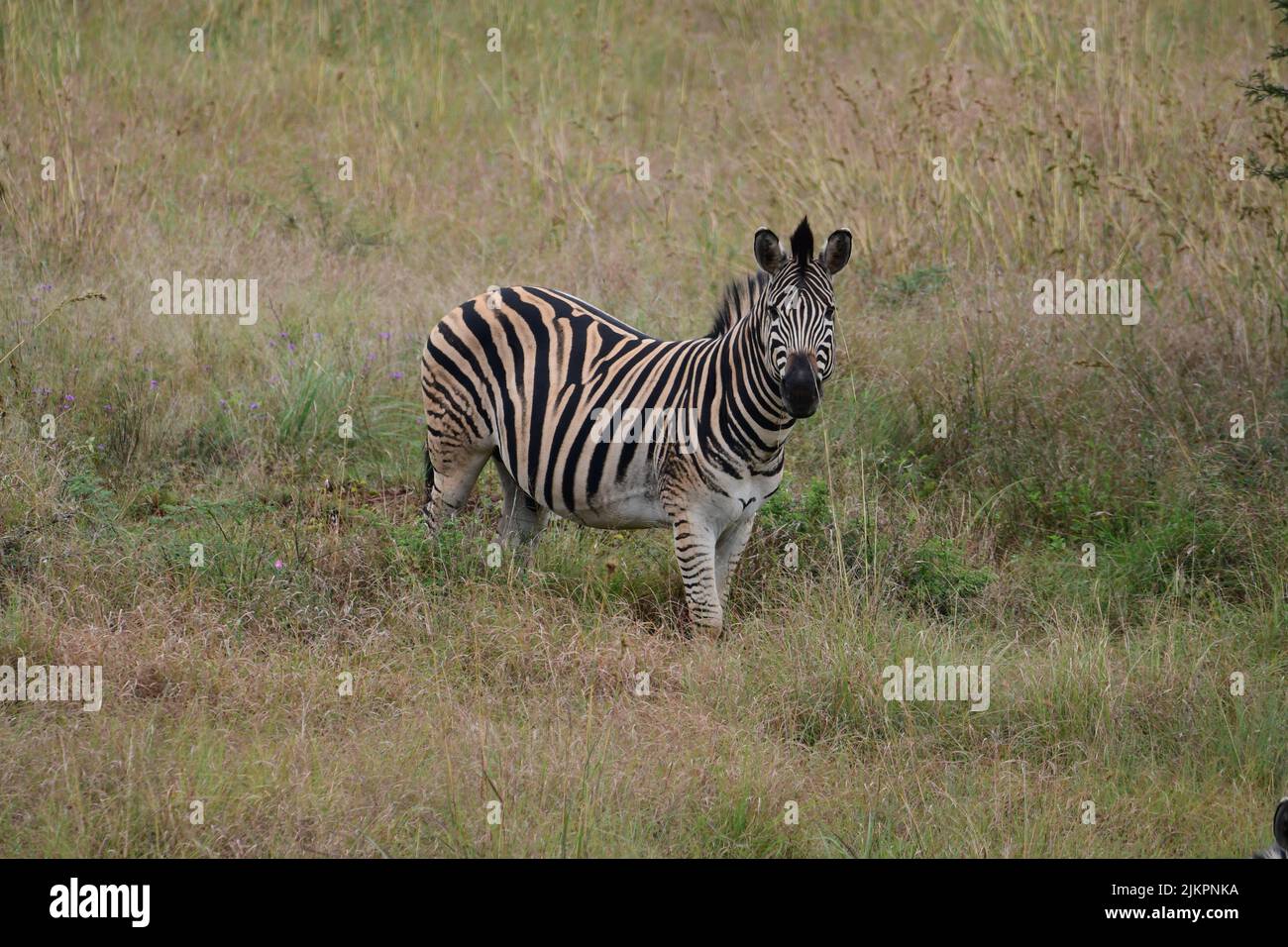 Closeup mammal africa kenya hi-res stock photography and images - Alamy