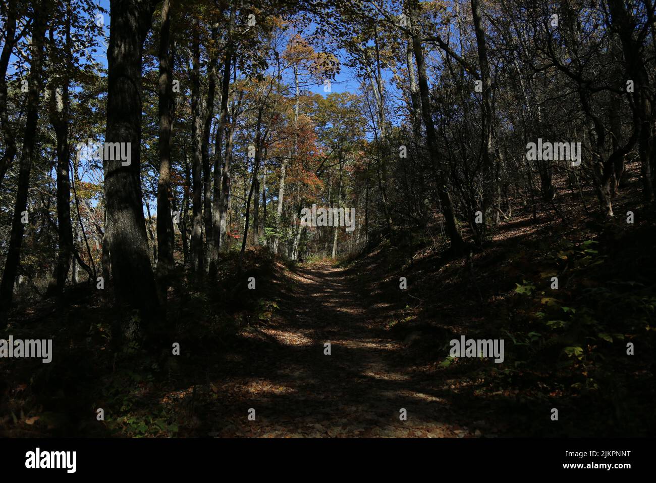 Shot from the forest hi-res stock photography and images - Alamy