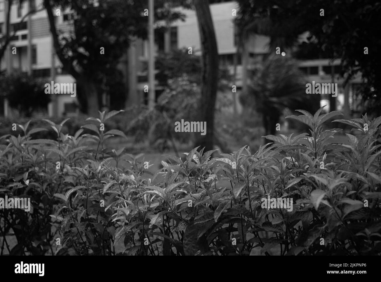 A grayscale of a park with bushes and trees in front of a building in ...