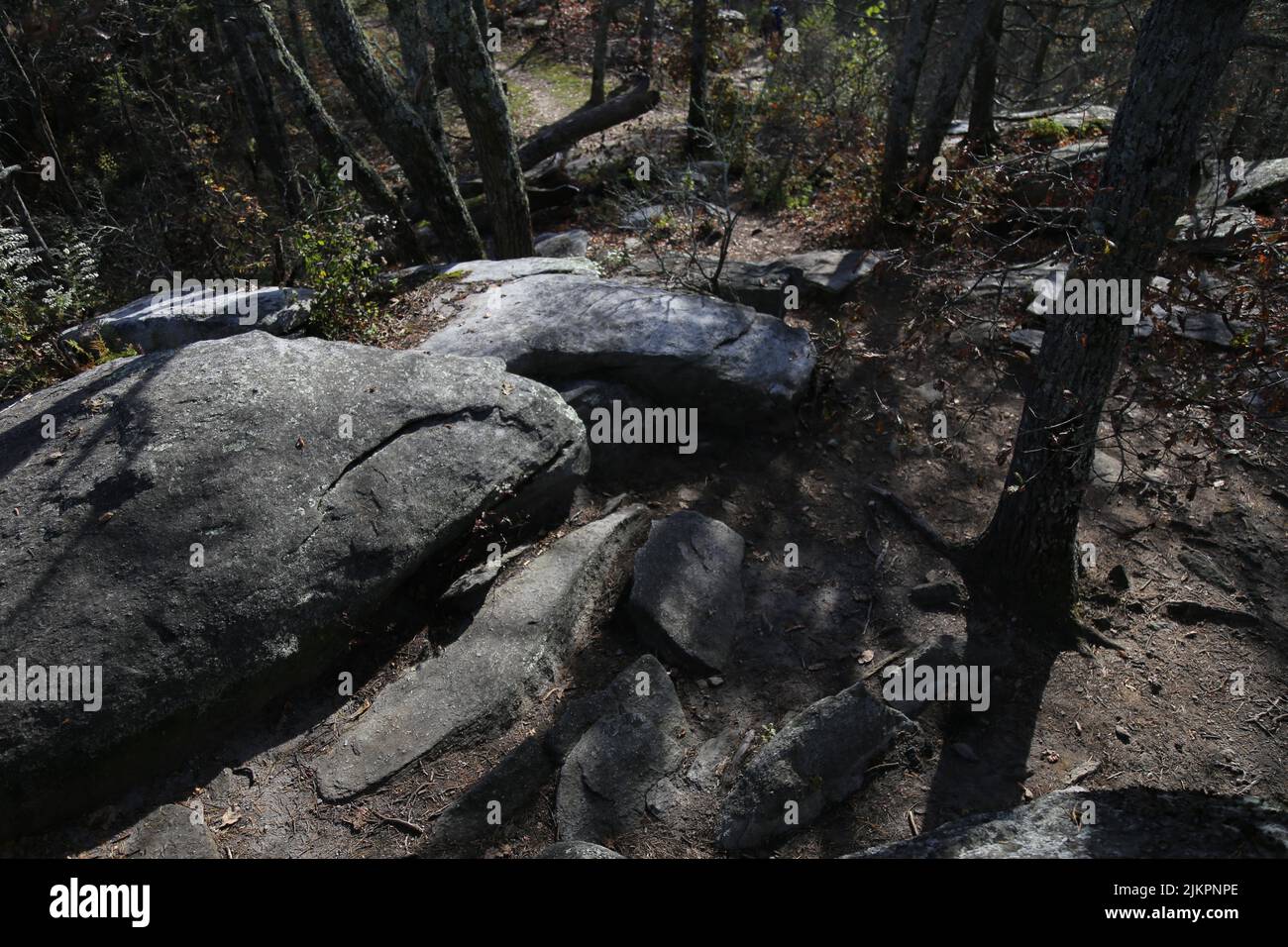 Stones and trees hi-res stock photography and images - Alamy