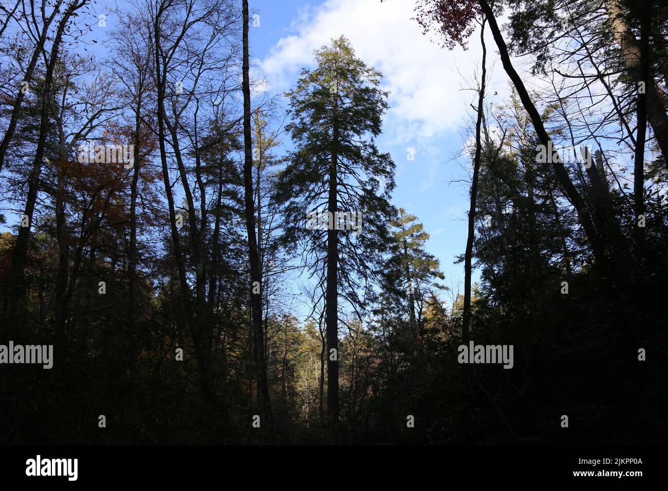 The beautiful low angle shot of a forest landscape with trees in shade ...