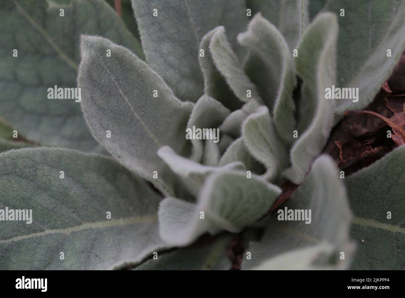 The close-up shot of the Mullein plant Stock Photo - Alamy