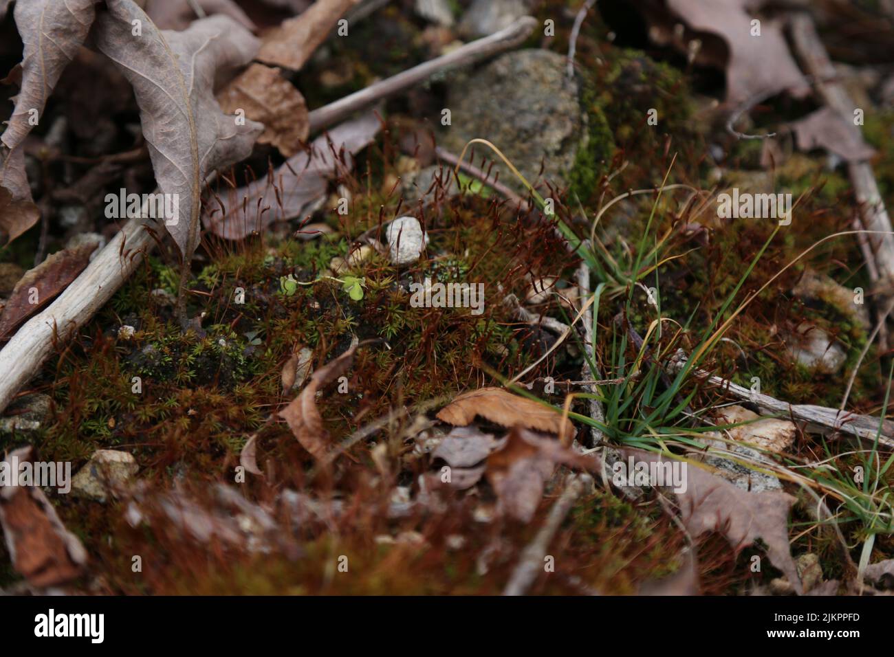 The close-up shot of the autumn ground with dried grass and fall leaves ...