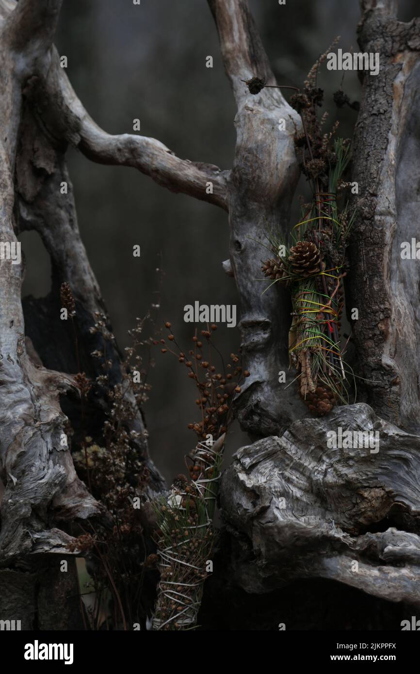 A vertical closeup of tree branches with small bunches of cones and ...