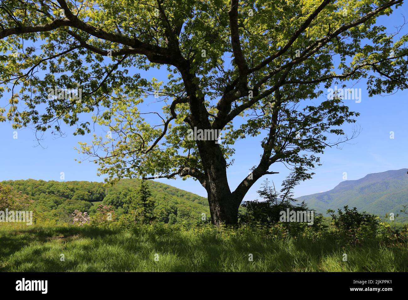 A low angle shot of a beautiful tree growing in the forest Stock Photo ...