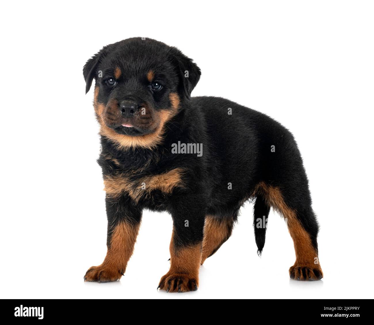puppy purebred rottweiler in front of white background Stock Photo - Alamy