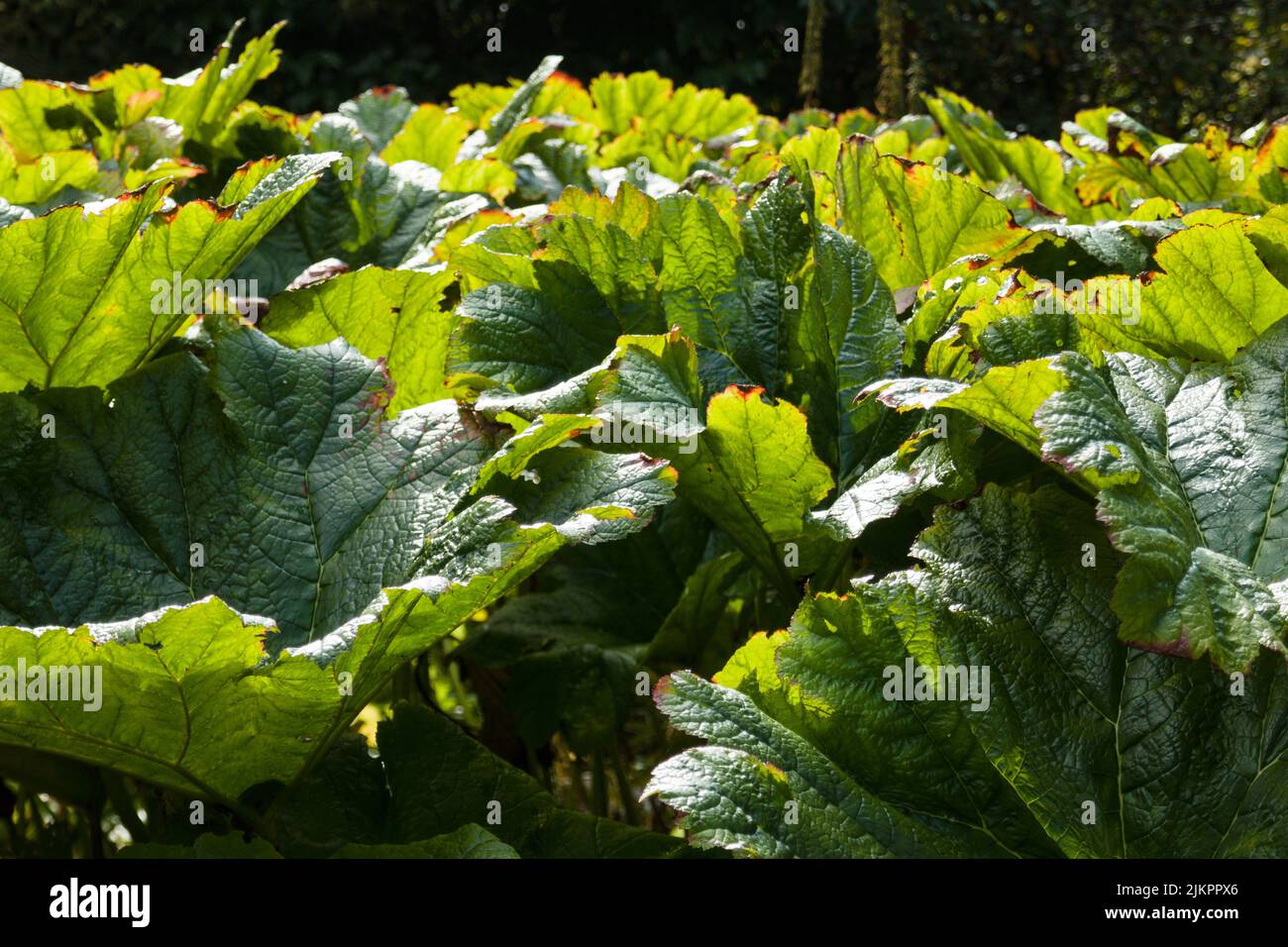 A garden of green prickly rhubarb plants Stock Photo - Alamy