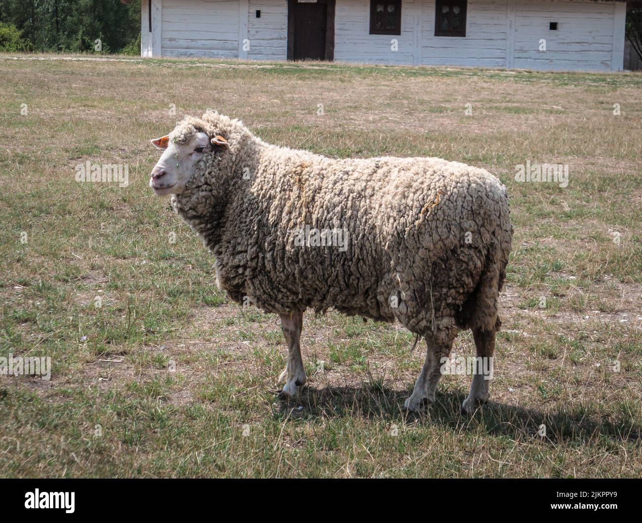Fluffy sheep hi-res stock photography and images - Alamy