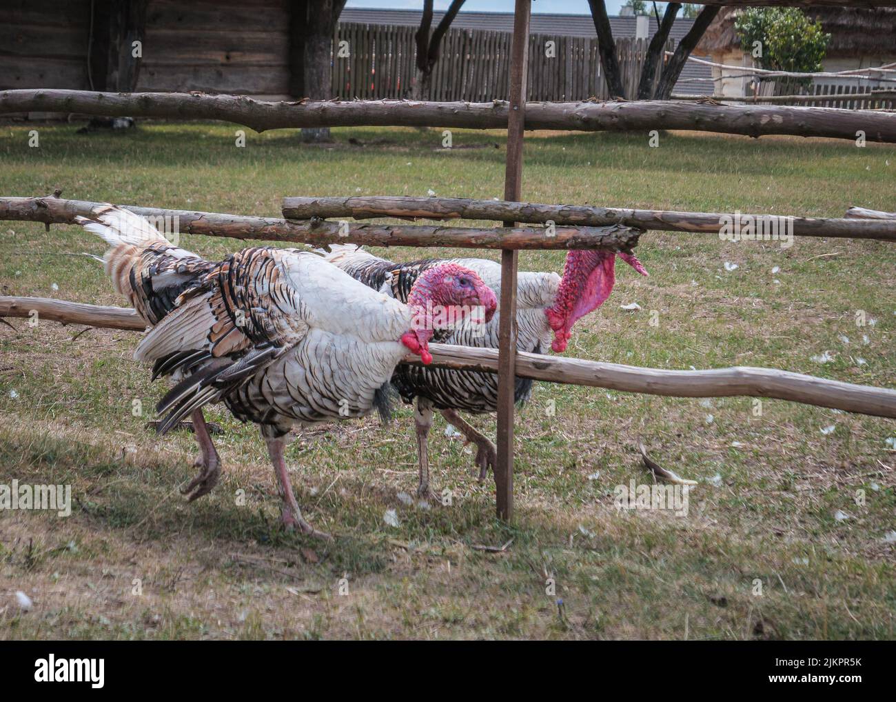 A pair of domestic turkeys on a farm field Stock Photo - Alamy