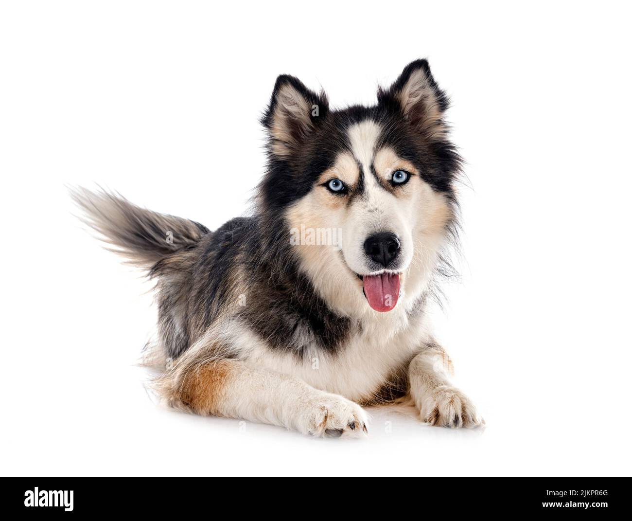 siberian husky in front of white background Stock Photo - Alamy