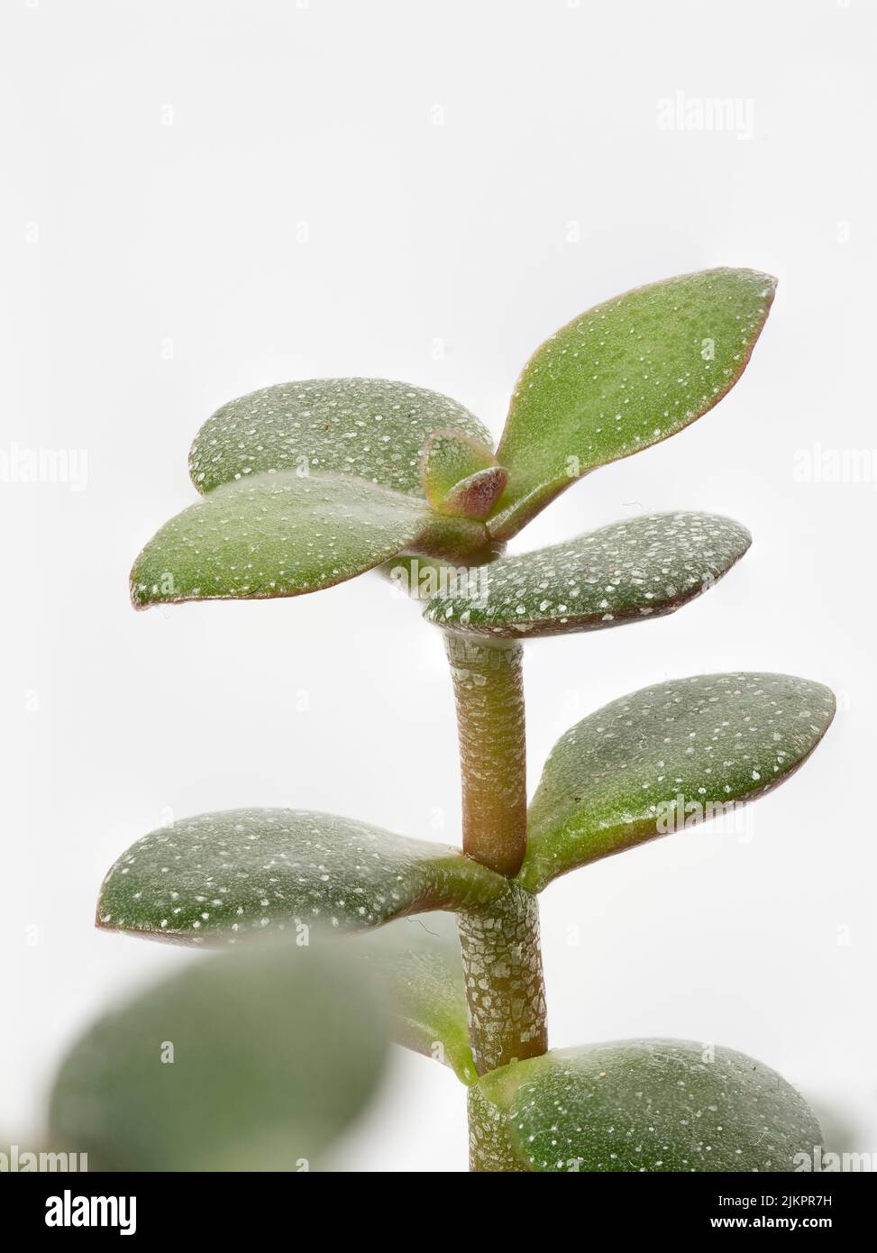 A vertical closeup shot of a crassula ovata jade plant Stock Photo - Alamy