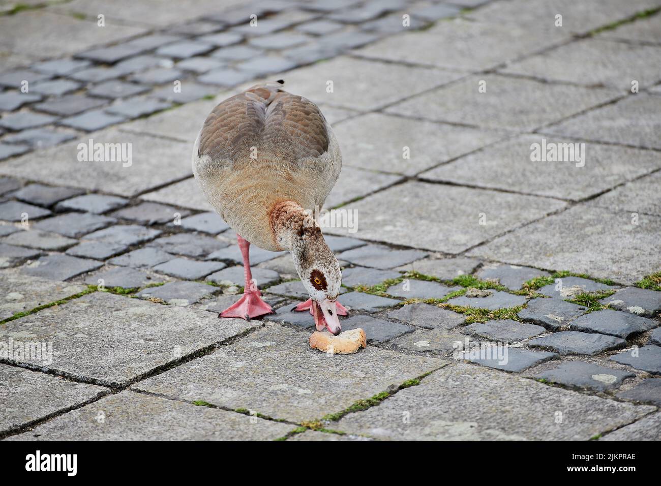 Goose with bread hi-res stock photography and images - Alamy