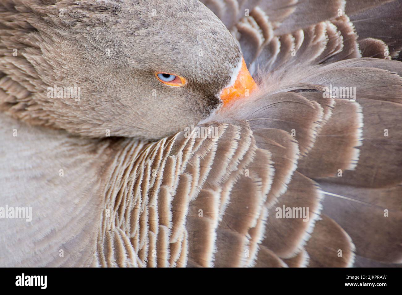 Greylag goose anser plumage hi-res stock photography and images - Alamy