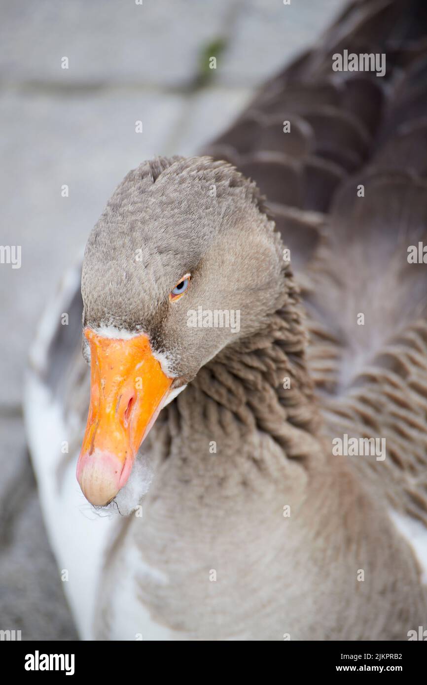 Looking straight forward hi-res stock photography and images - Alamy