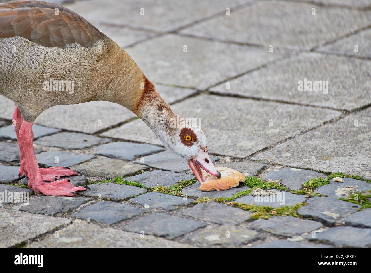 Goose with bread hi-res stock photography and images - Alamy