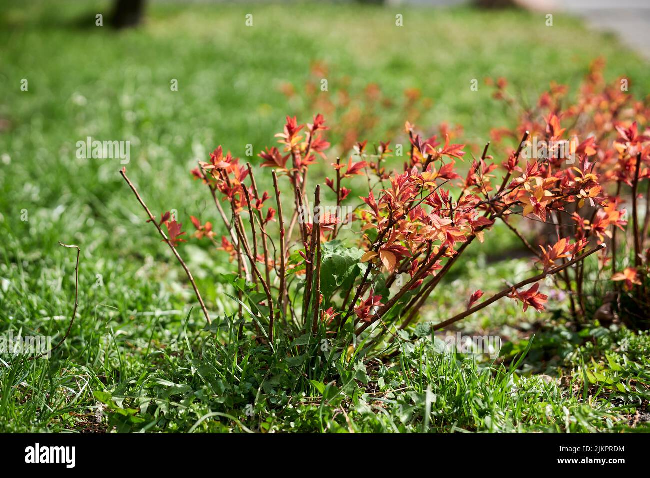 A closeup of the fresh branches of the shrub on the green lawn Stock ...
