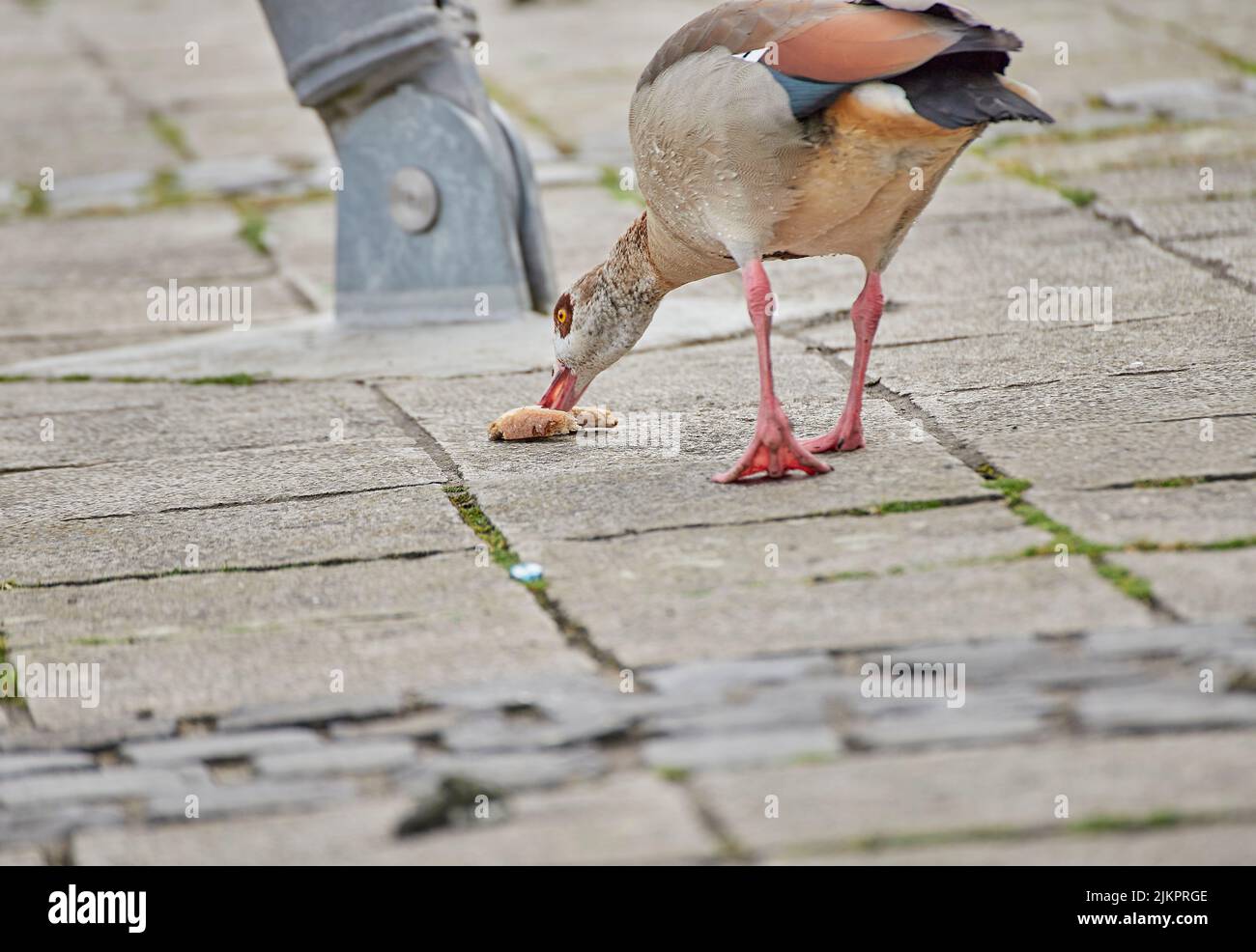 Goose with bread hi-res stock photography and images - Alamy