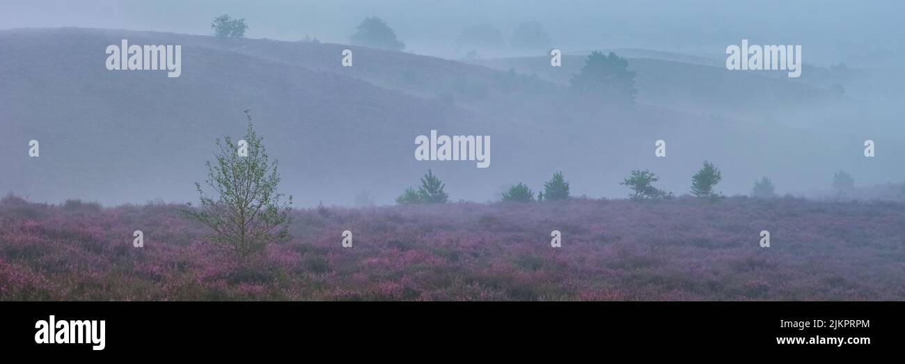 Posbank National park Veluwe, purple pink heather in bloom, blooming ...