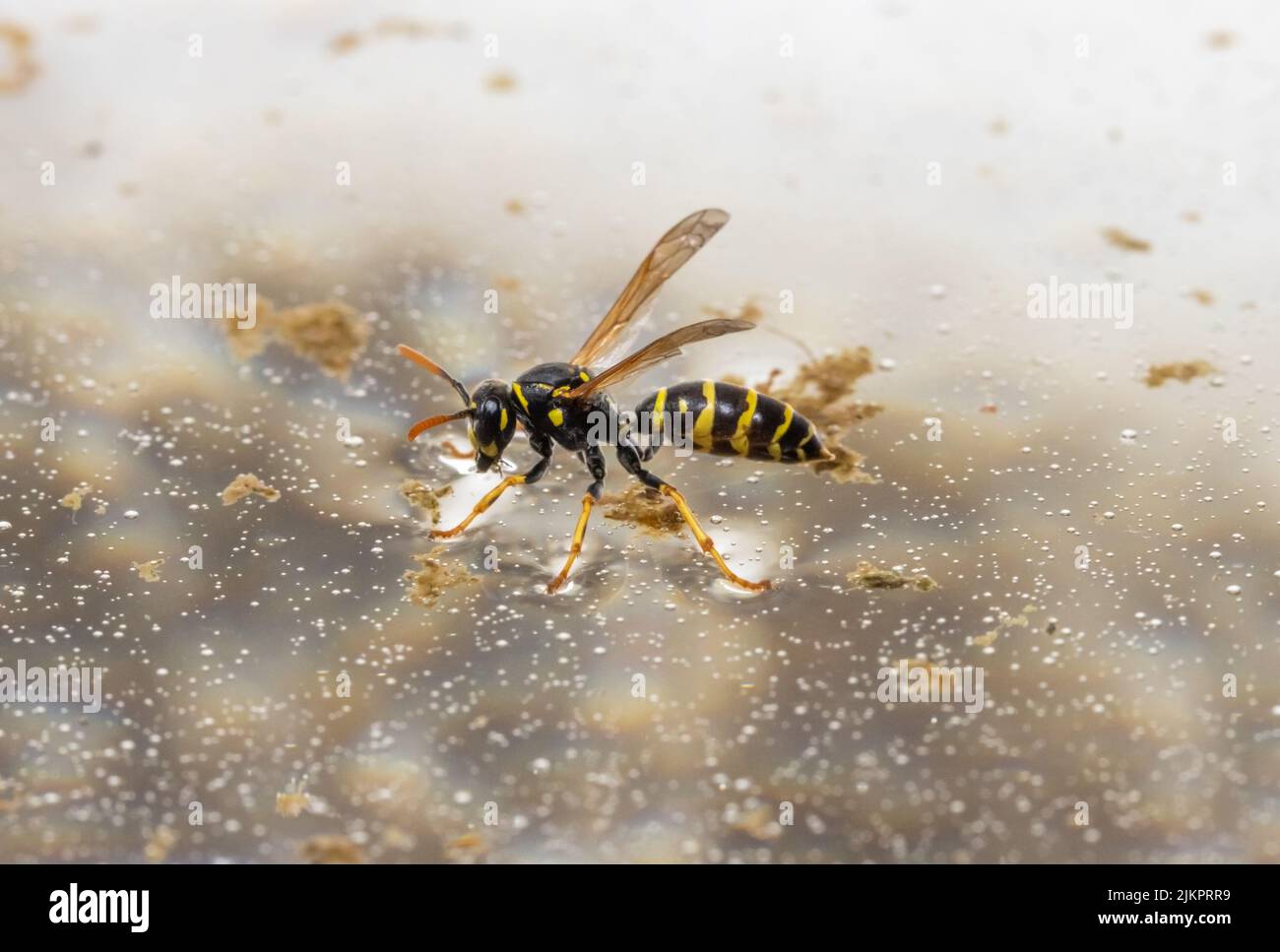 Insect drinks hi-res stock photography and images - Alamy