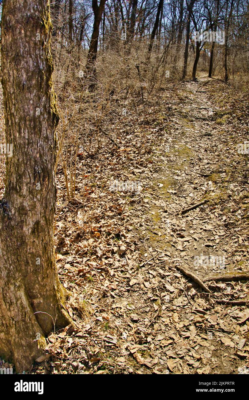 A vertical shot of a trail in woods at George Owens Nature Park in ...