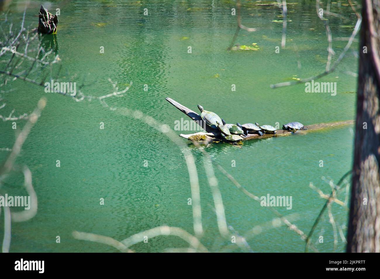 A family of turtles sunning on a log in a lake at George Owens Nature ...