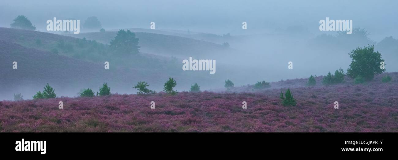 Posbank National park Veluwe, purple pink heather in bloom, blooming ...
