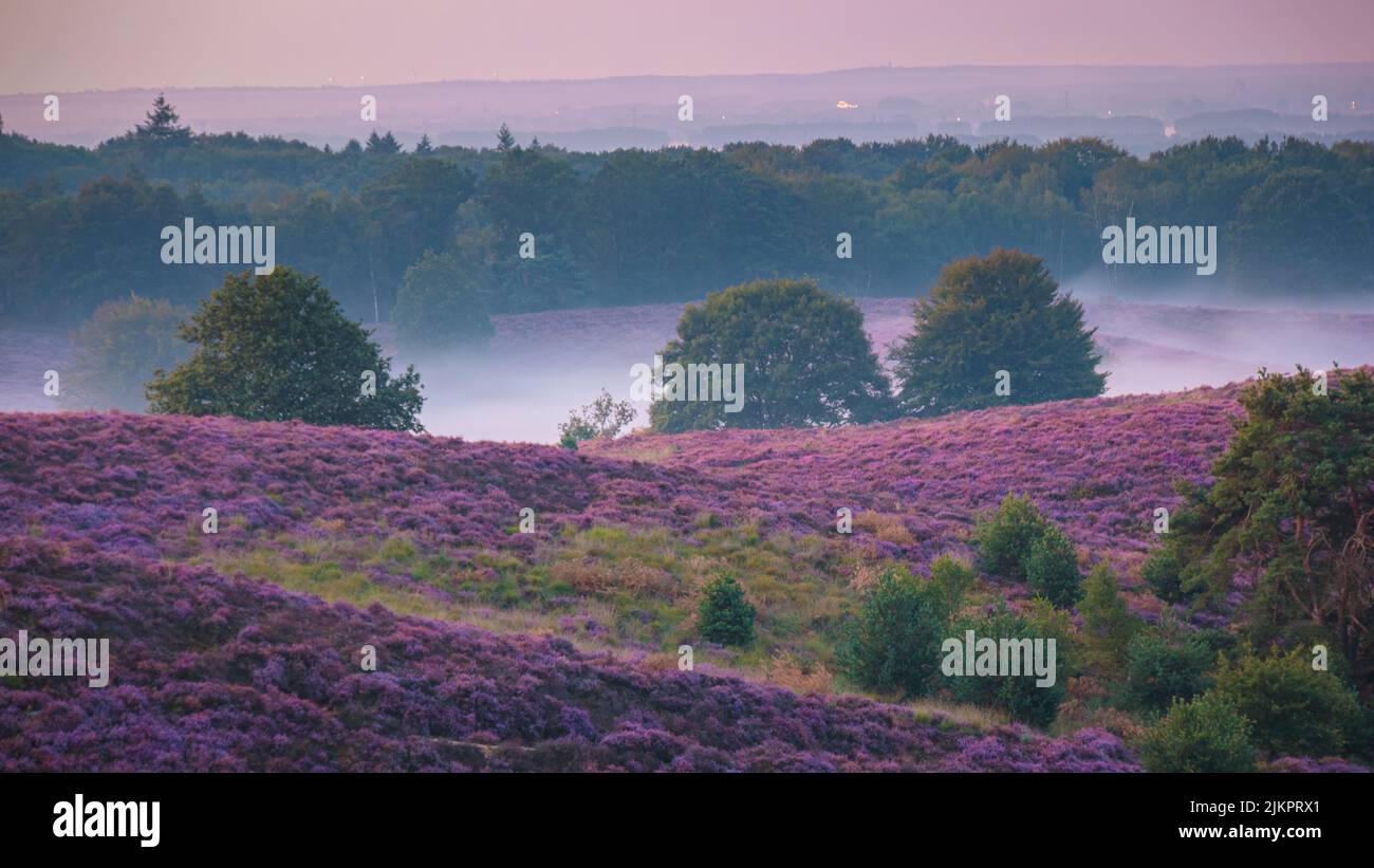 Posbank National park Veluwe, purple pink heather in bloom, blooming ...