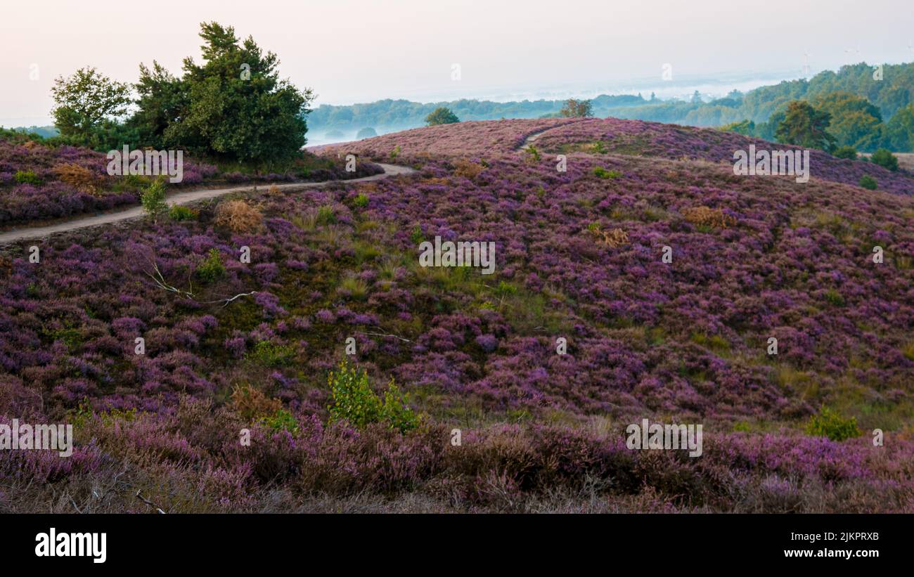 Posbank National park Veluwe, purple pink heather in bloom, blooming ...