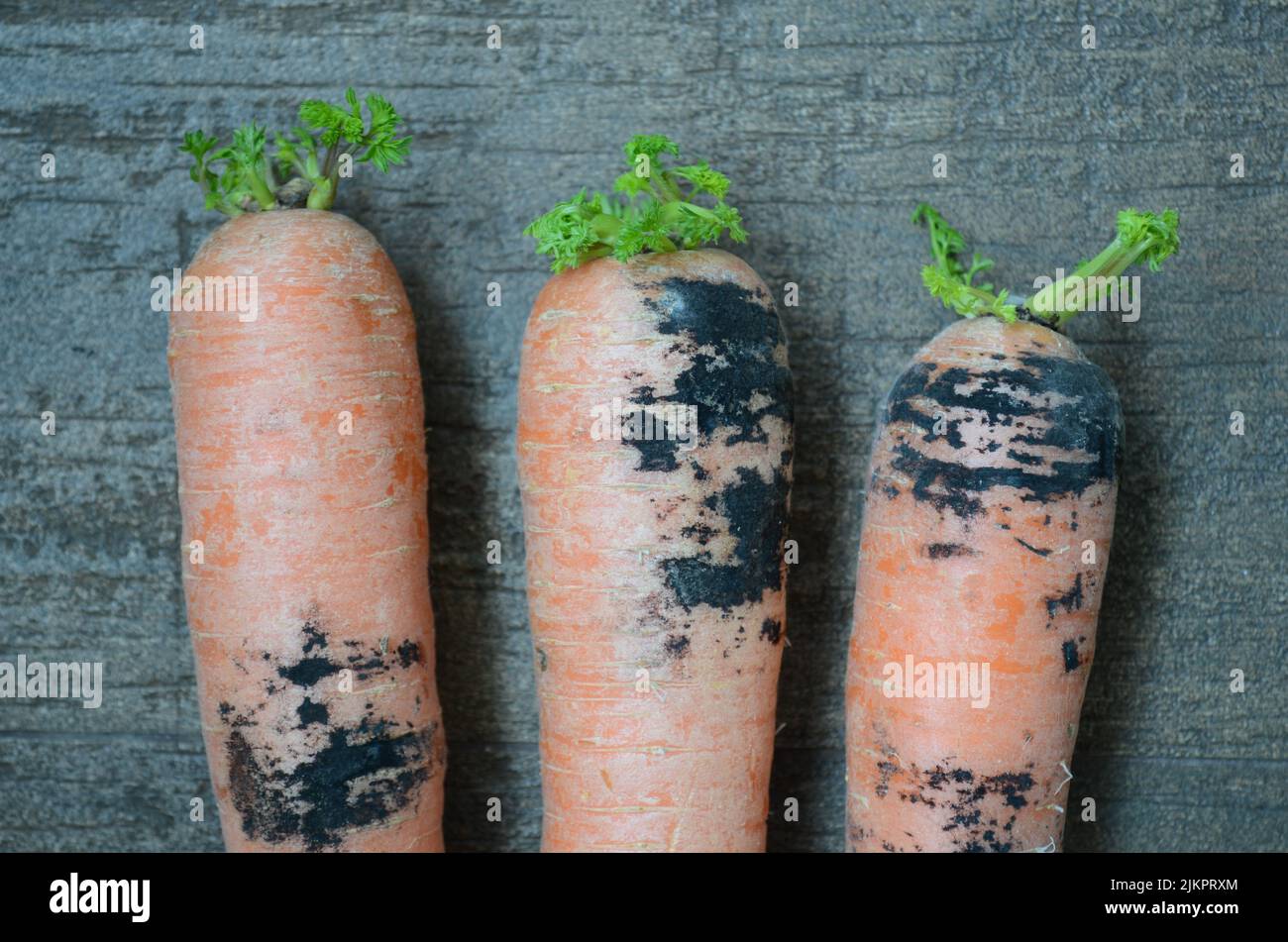 Root rot hi-res stock photography and images - Alamy