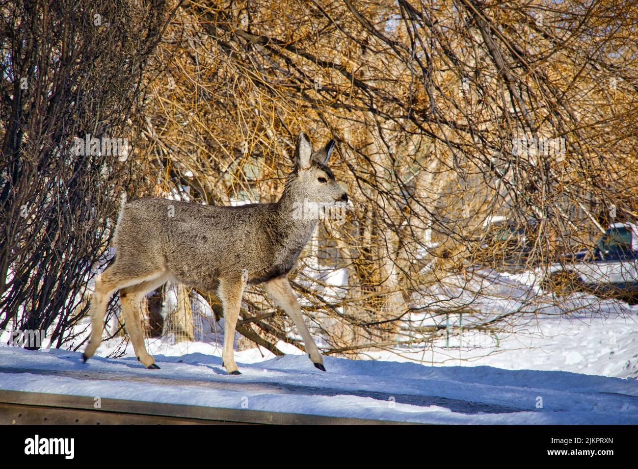 Adorable deer baby walking hi-res stock photography and images - Alamy
