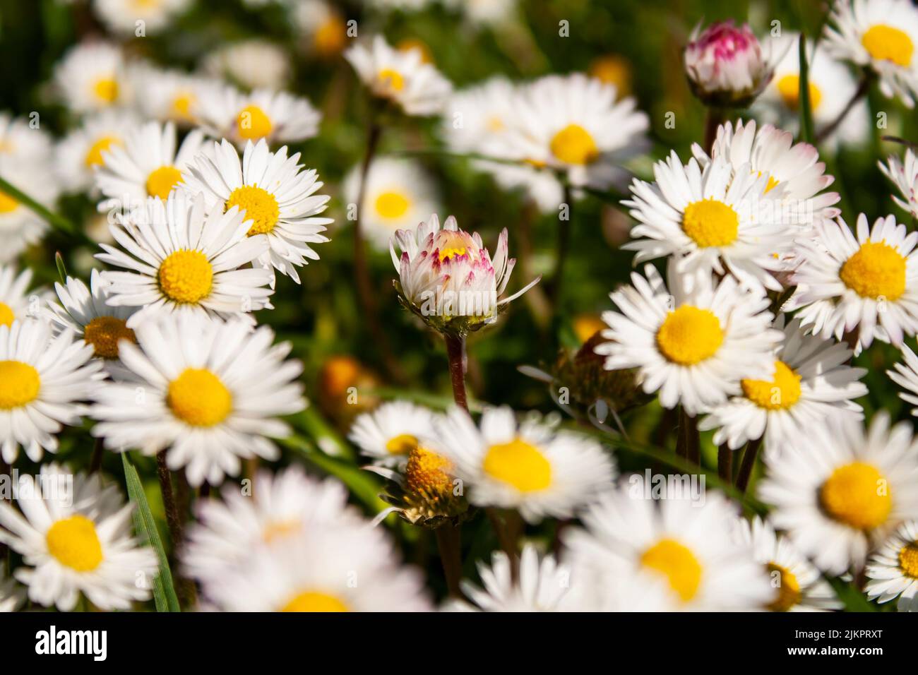 Backdrop of daisies hi-res stock photography and images - Alamy