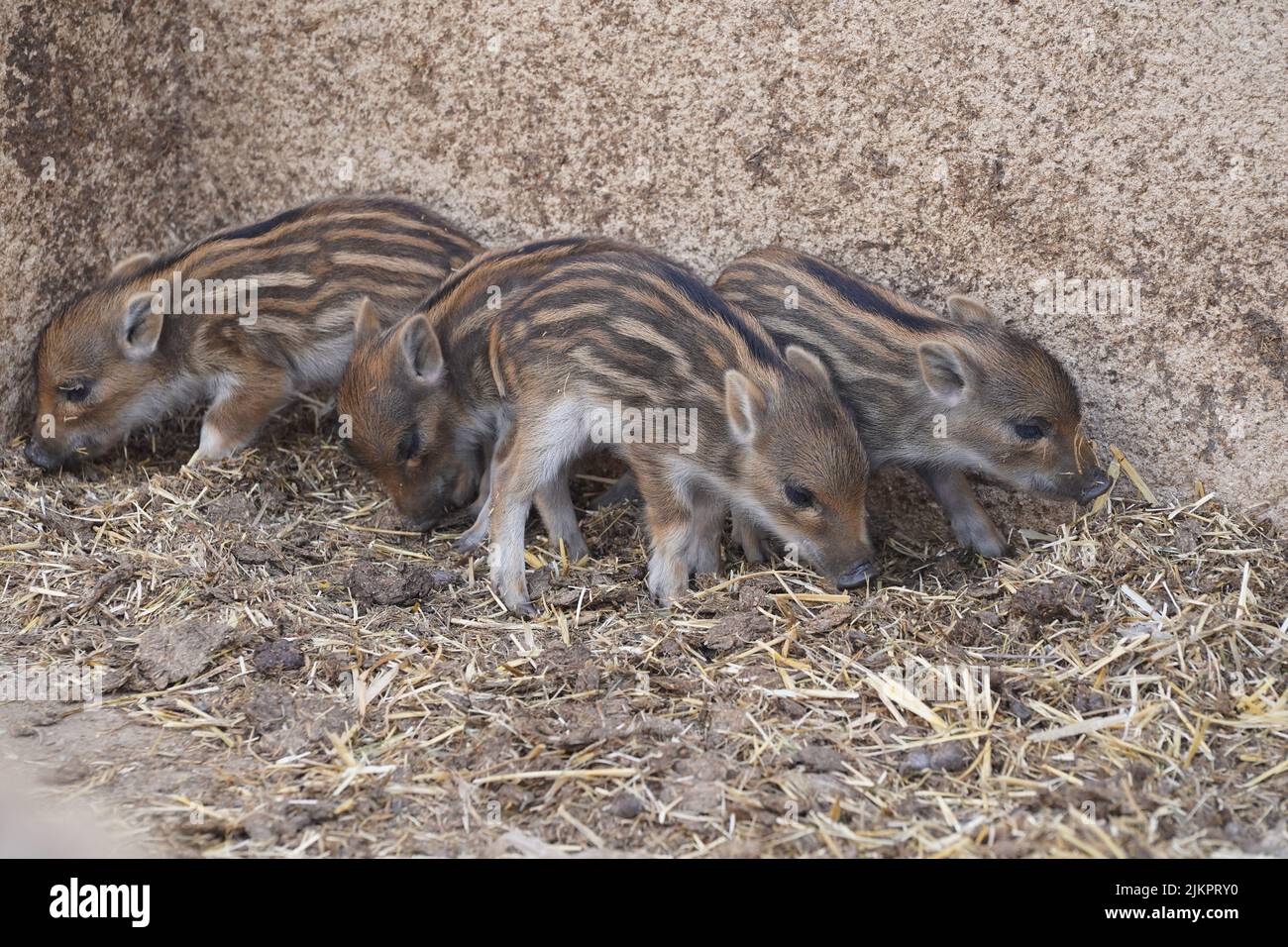 a closeup shot of three piglets feeding Stock Photo - Alamy