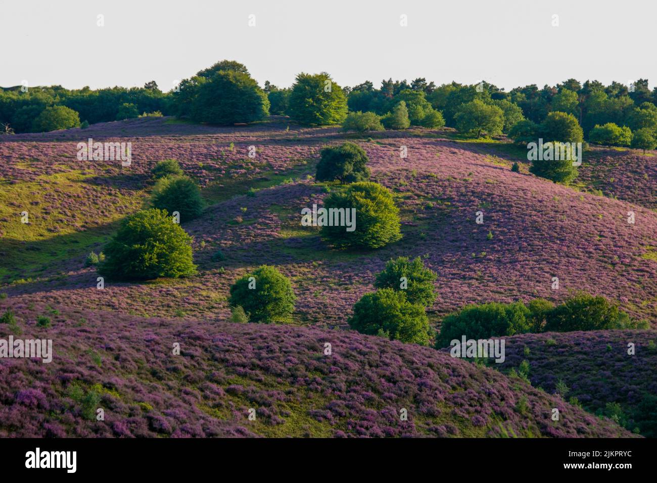 Posbank National park Veluwe, purple pink heather in bloom, blooming ...