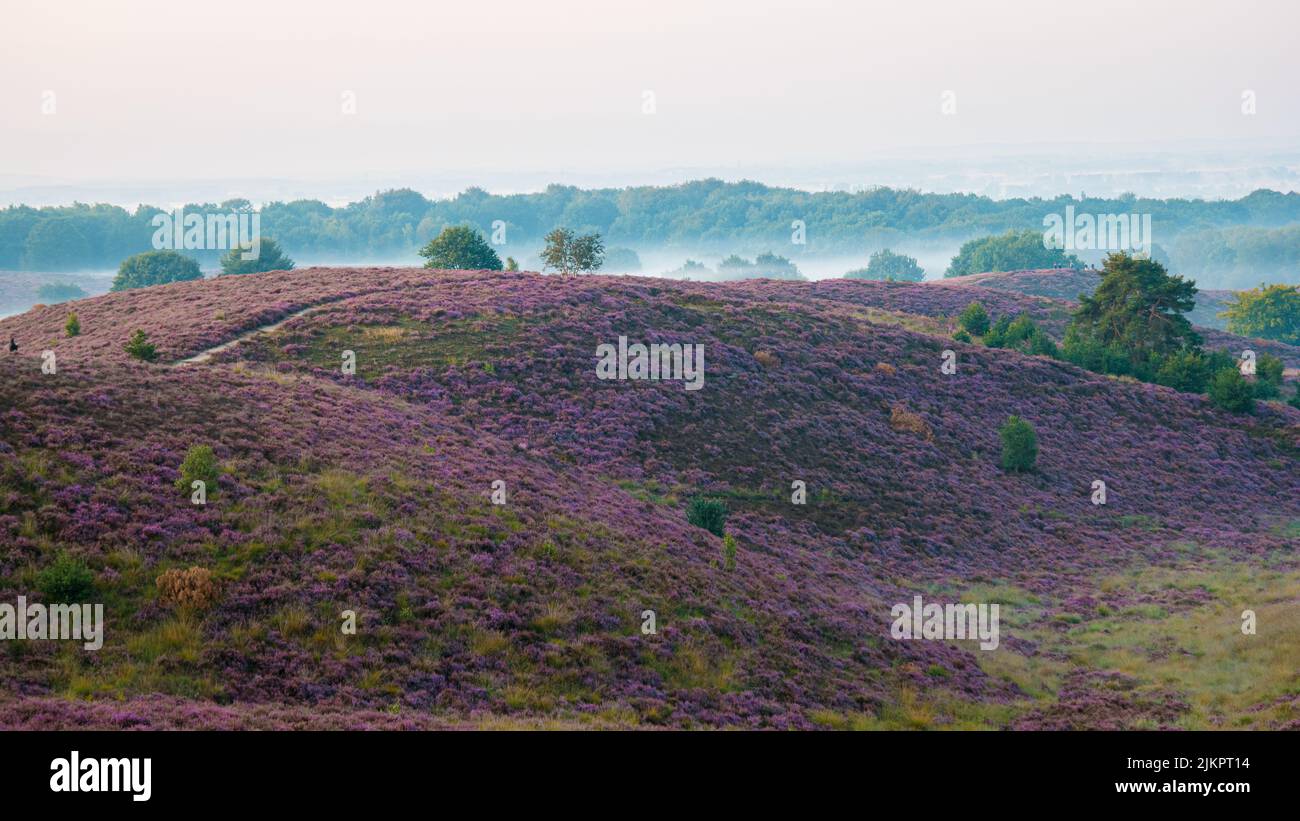 Posbank National park Veluwe, purple pink heather in bloom, blooming ...