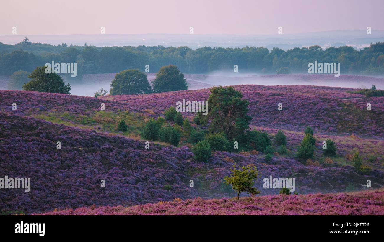 Posbank National park Veluwe, purple pink heather in bloom, blooming ...