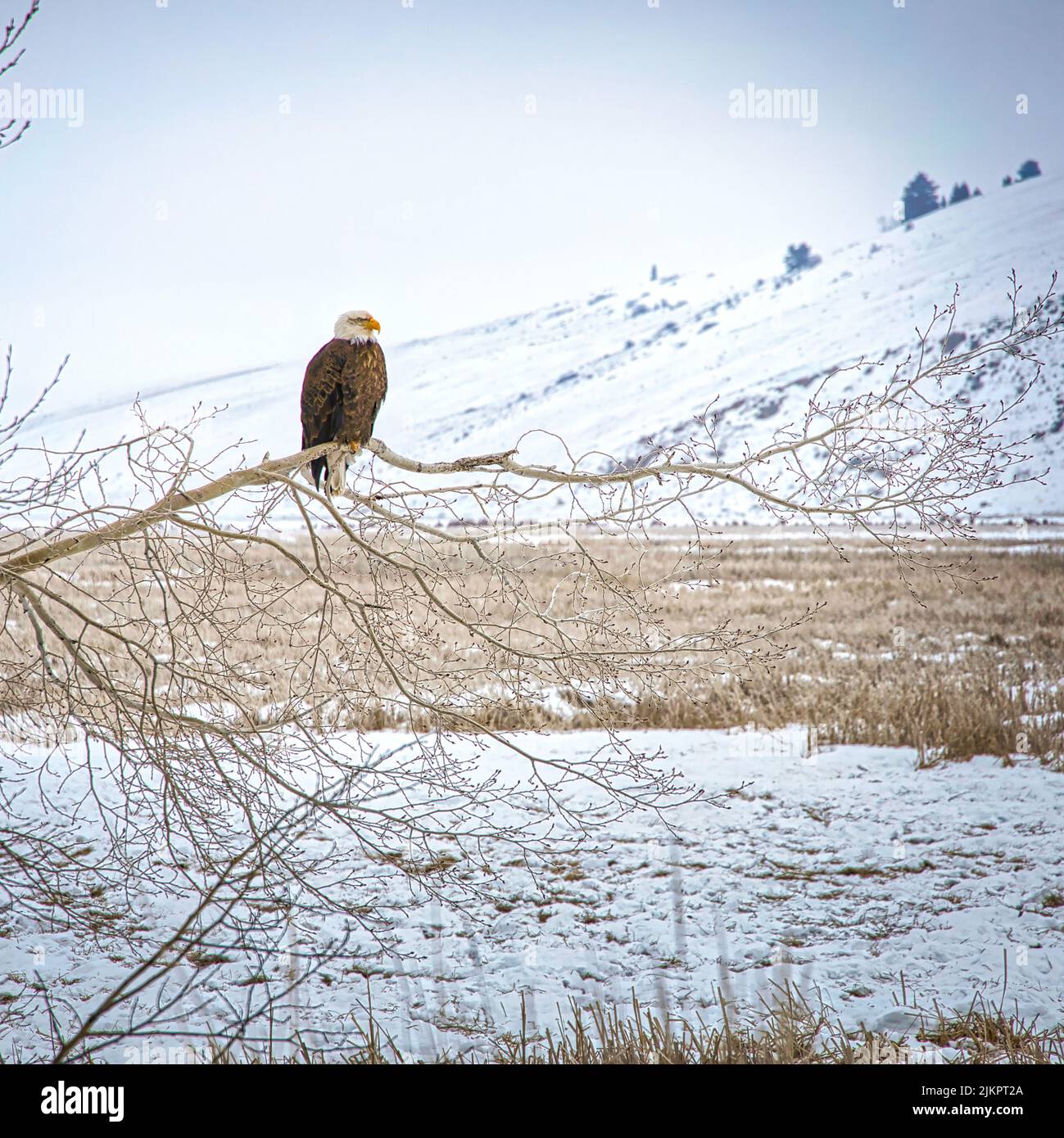Eagle on the tree hi-res stock photography and images - Alamy