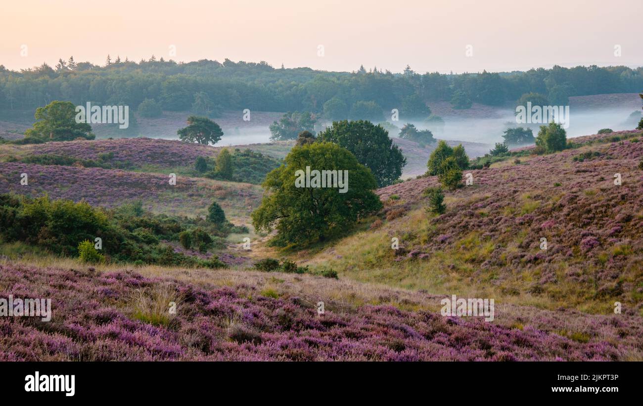 Posbank National park Veluwe, purple pink heather in bloom, blooming ...