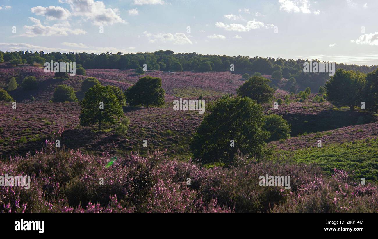 Posbank National park Veluwe, purple pink heather in bloom, blooming ...