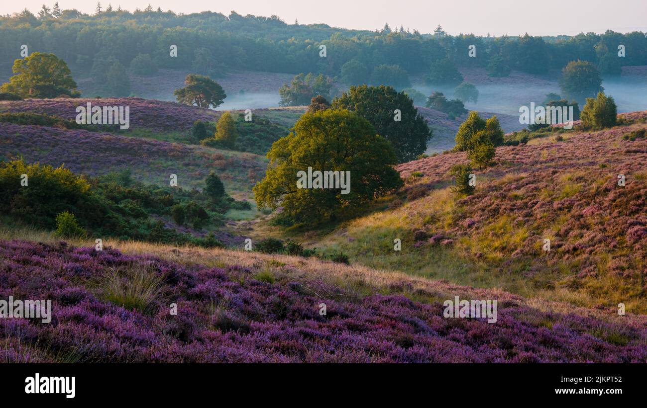 Posbank National park Veluwe, purple pink heather in bloom, blooming ...
